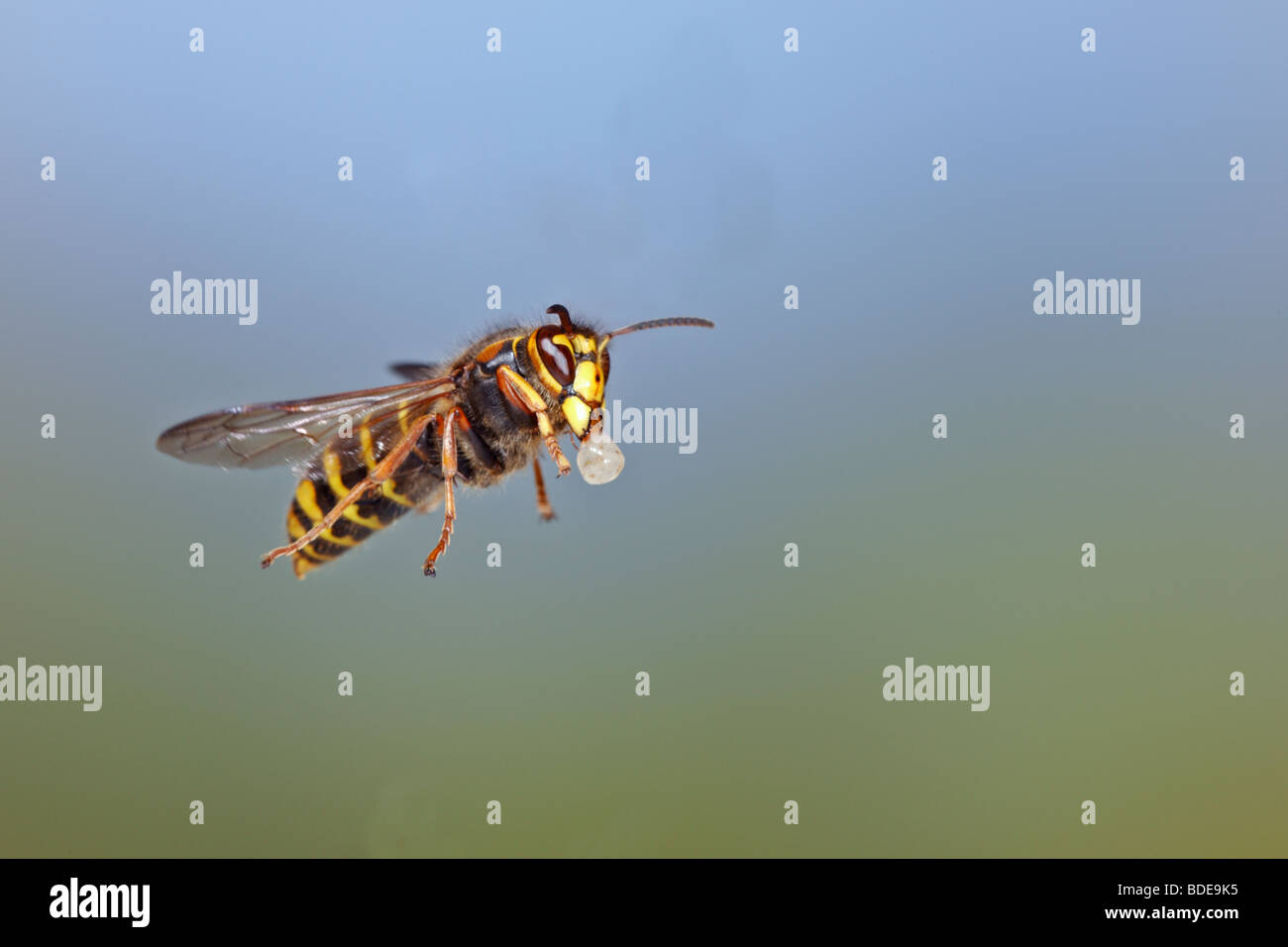 DOLICHOVESPULA MEDIA and Common wasps Vespula vulgaris in flight Stock ...