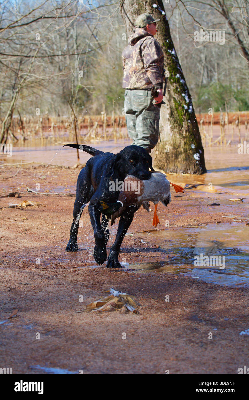 BLACK LAB LABRADOR RETRIEVER RUNNING ON SHORE RETRIEVING A MALLARD DUCK ...