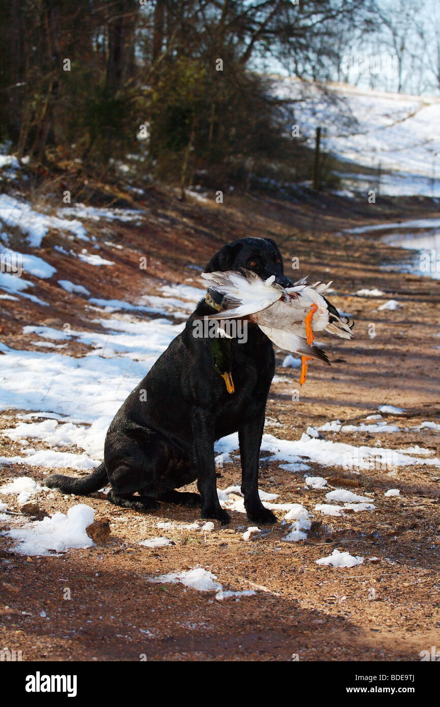 Labrador retriever holding duck hi-res stock photography and images - Alamy