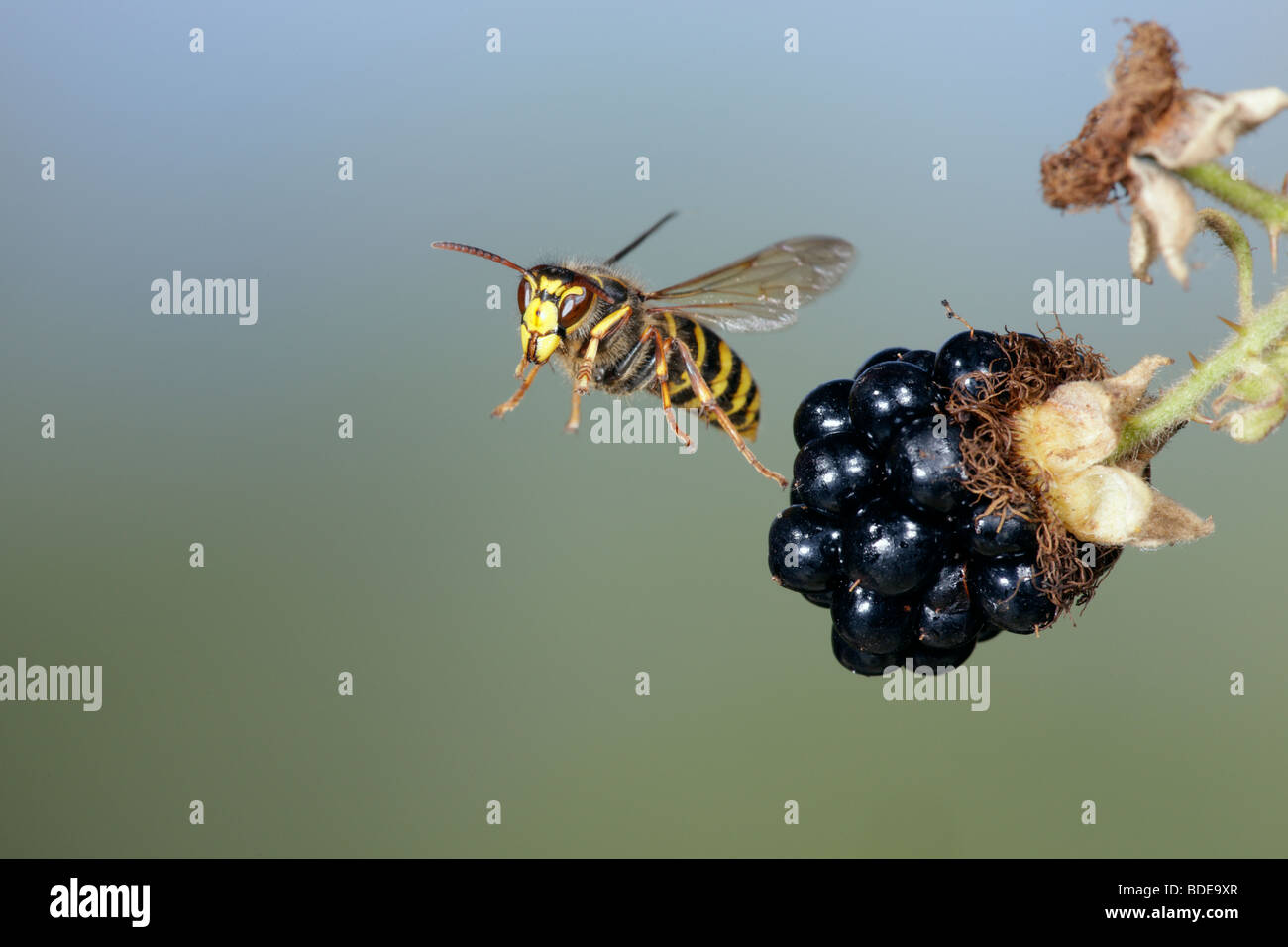 DOLICHOVESPULA MEDIA and Common wasps Vespula vulgaris in flight Stock ...