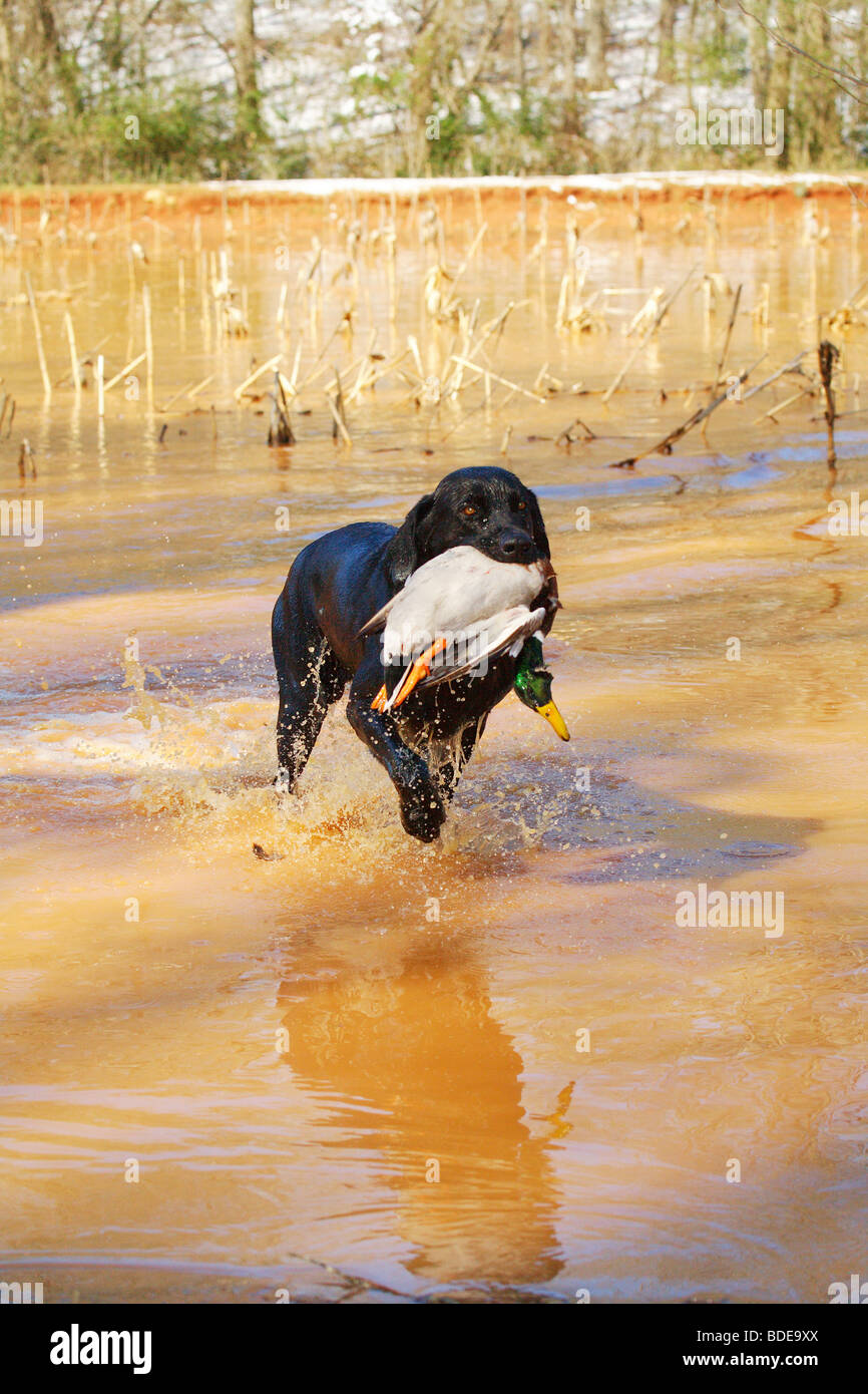 BLACK LAB LABRADOR RETRIEVER RUNNING ON SHORE RETRIEVING A MALLARD DUCK ...