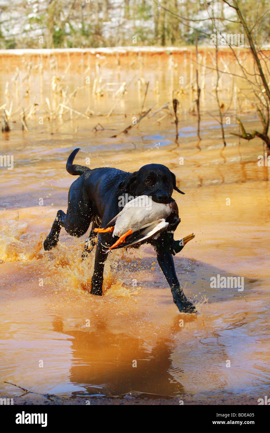 BLACK LAB LABRADOR RETRIEVER RUNNING ON SHORE RETRIEVING A MALLARD DUCK ...