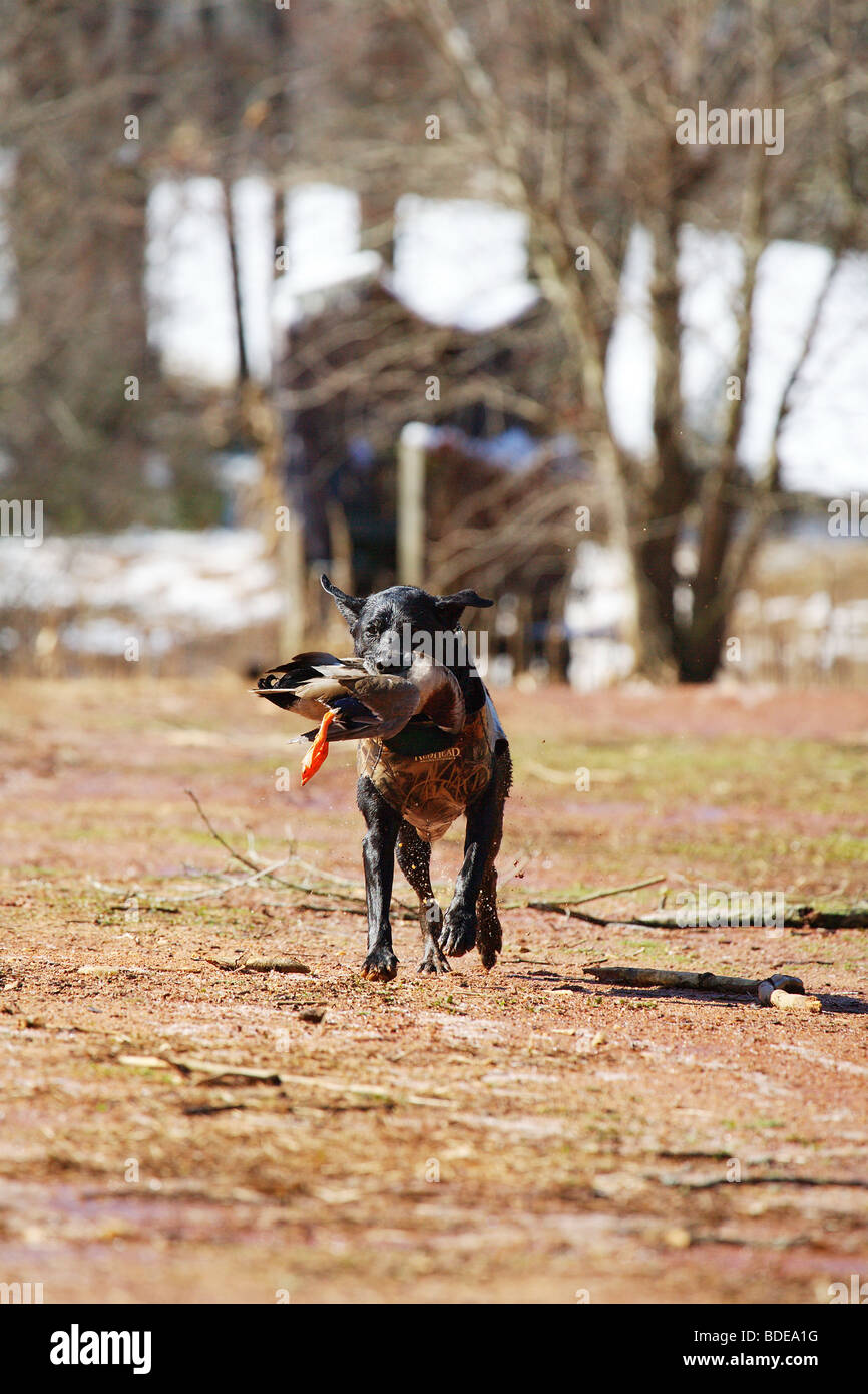 Lab retrieving duck hi-res stock photography and images - Alamy