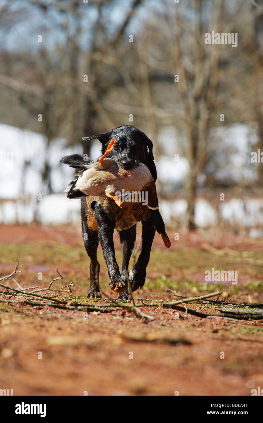 Lab retrieving duck hi-res stock photography and images - Alamy