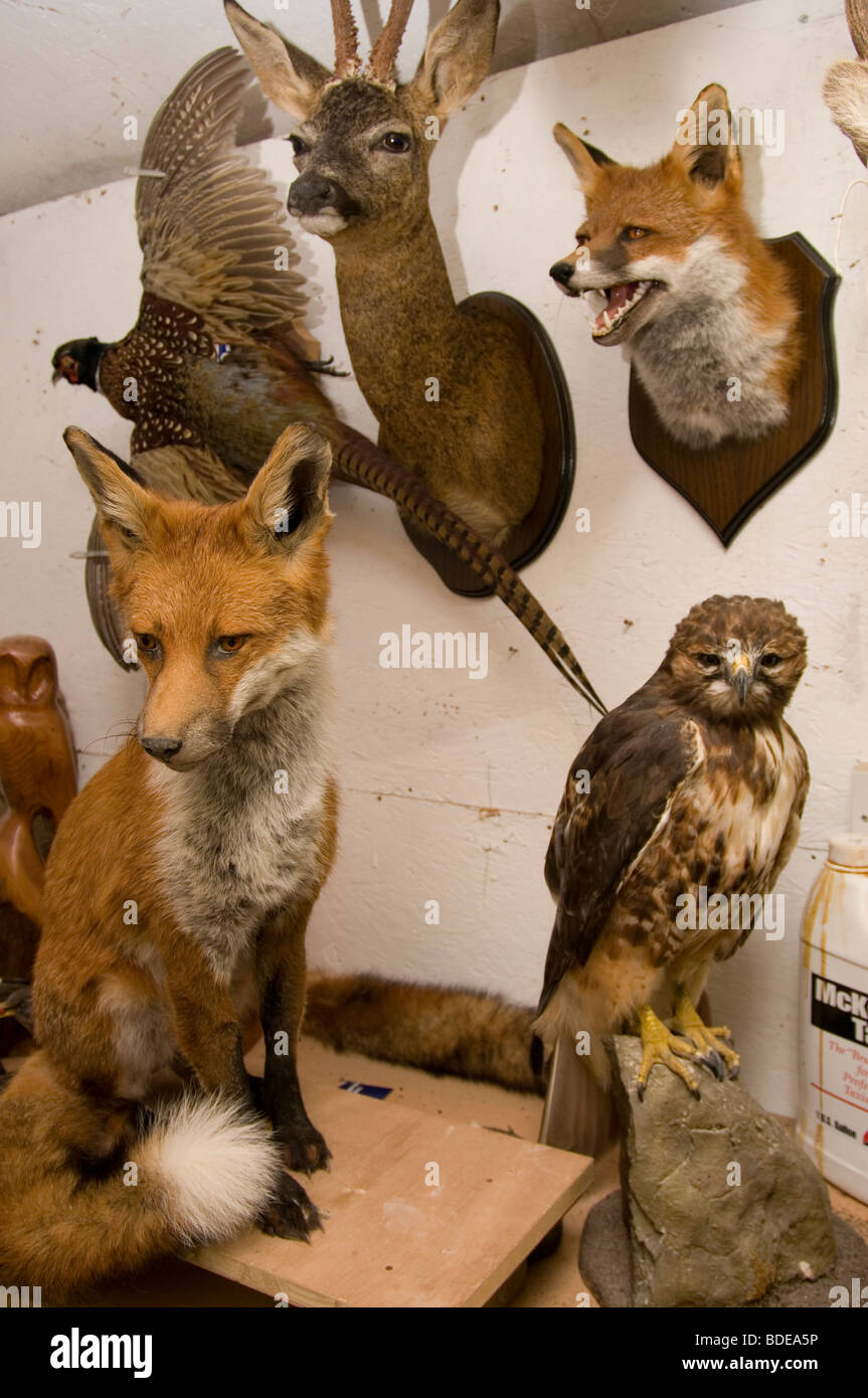 Taxidermia Animales