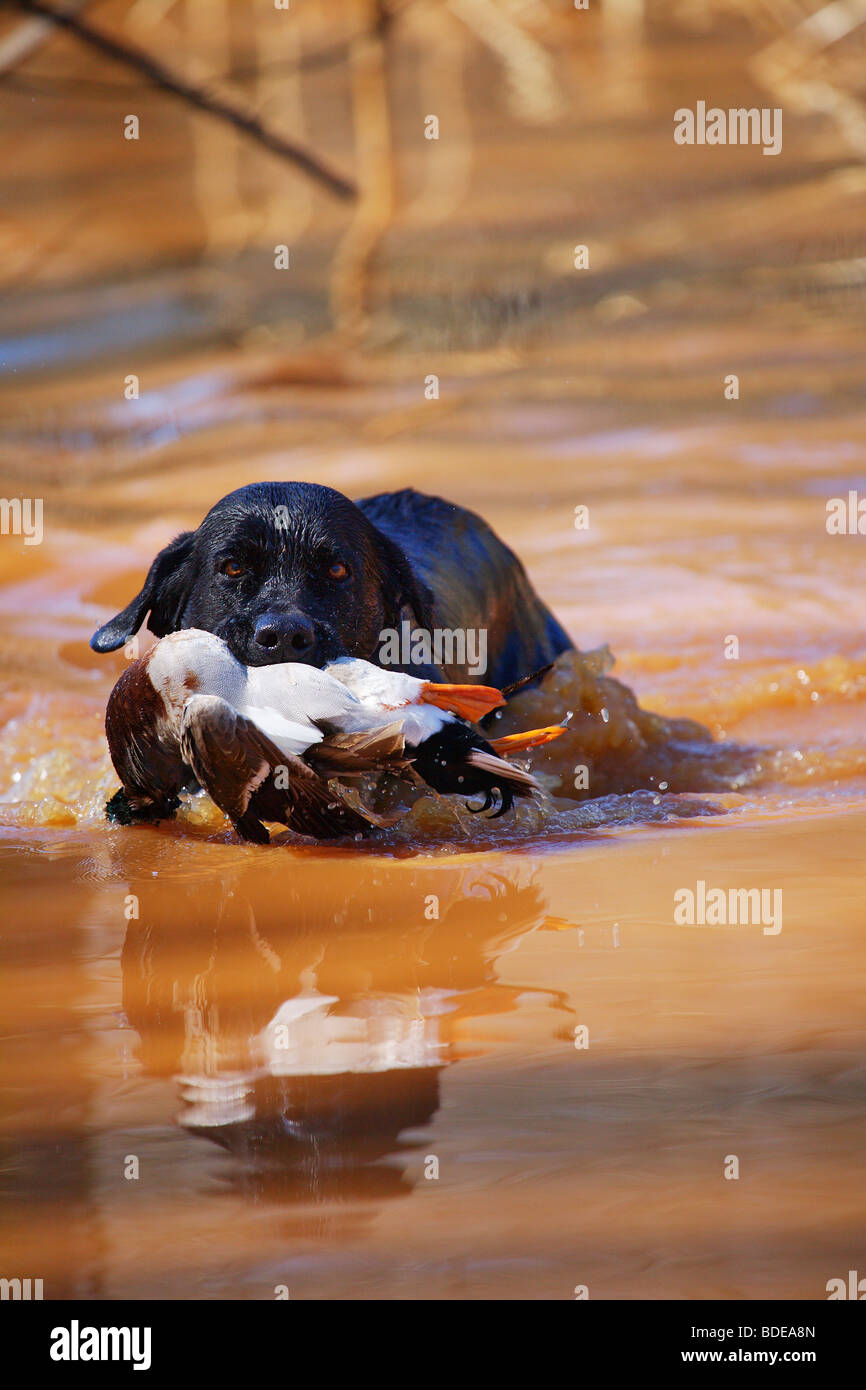 BLACK LAB LABRADOR RETRIEVER SWIMMING IN THE WATER RETRIEVING A MALLARD ...