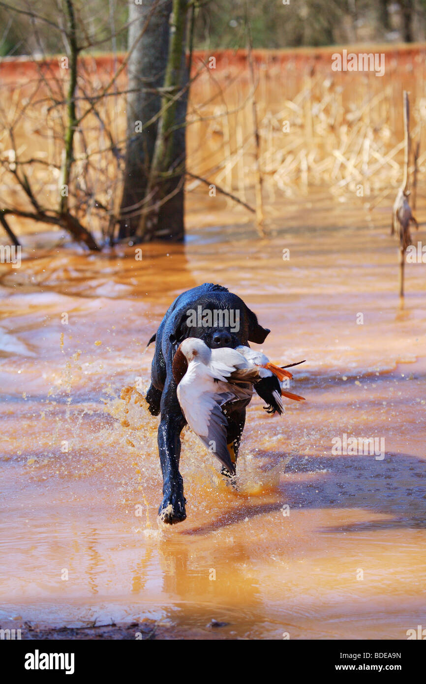 BLACK LAB LABRADOR RETRIEVER RUNNING ON SHORE RETRIEVING A MALLARD DUCK ...