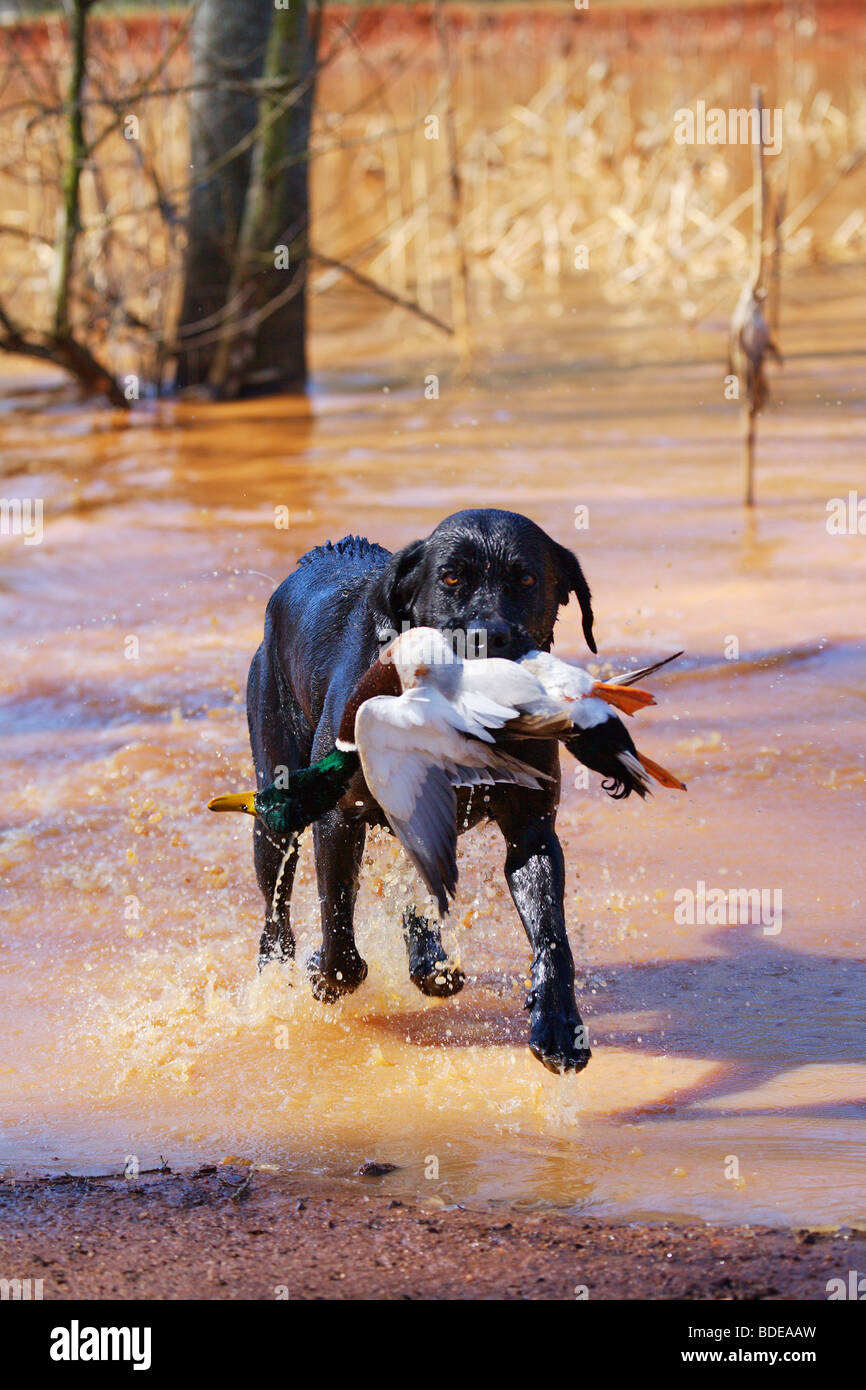 Black lab retrieving duck hi-res stock photography and images - Alamy