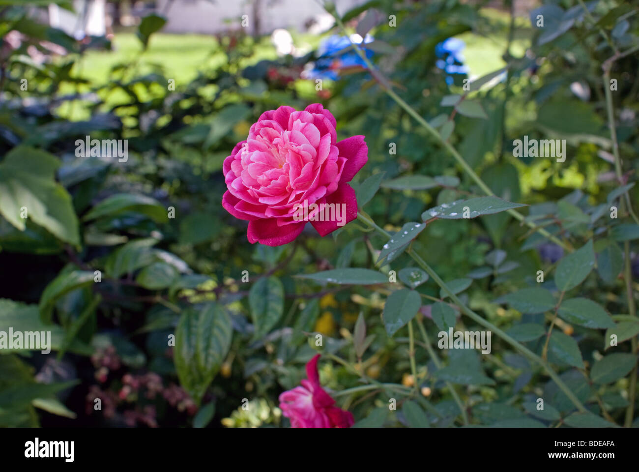 A wild Florida rose Stock Photo - Alamy