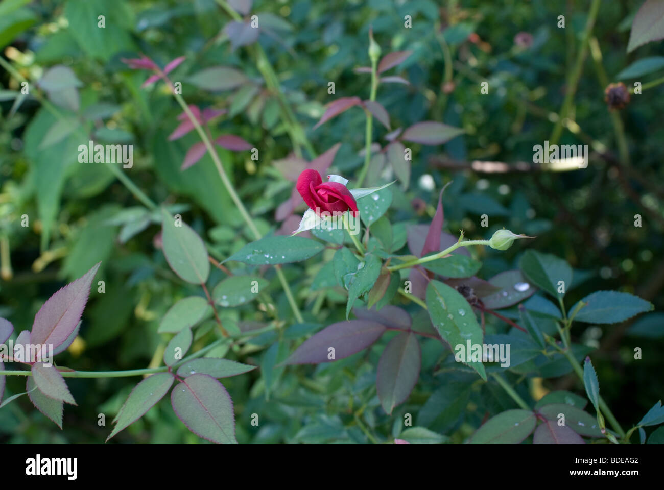 A wild Florida rose bud Stock Photo - Alamy