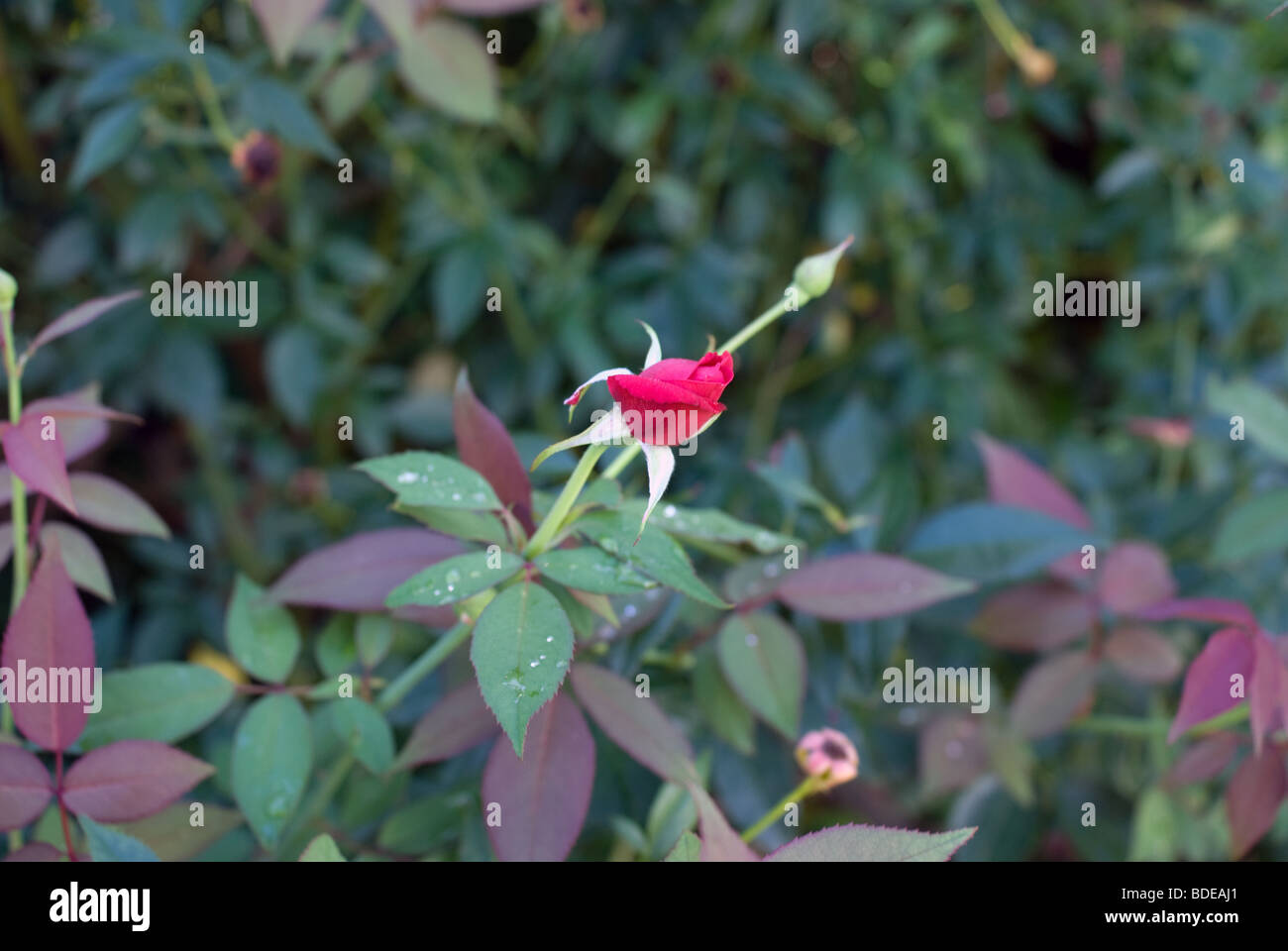 Florida roses hi-res stock photography and images - Alamy