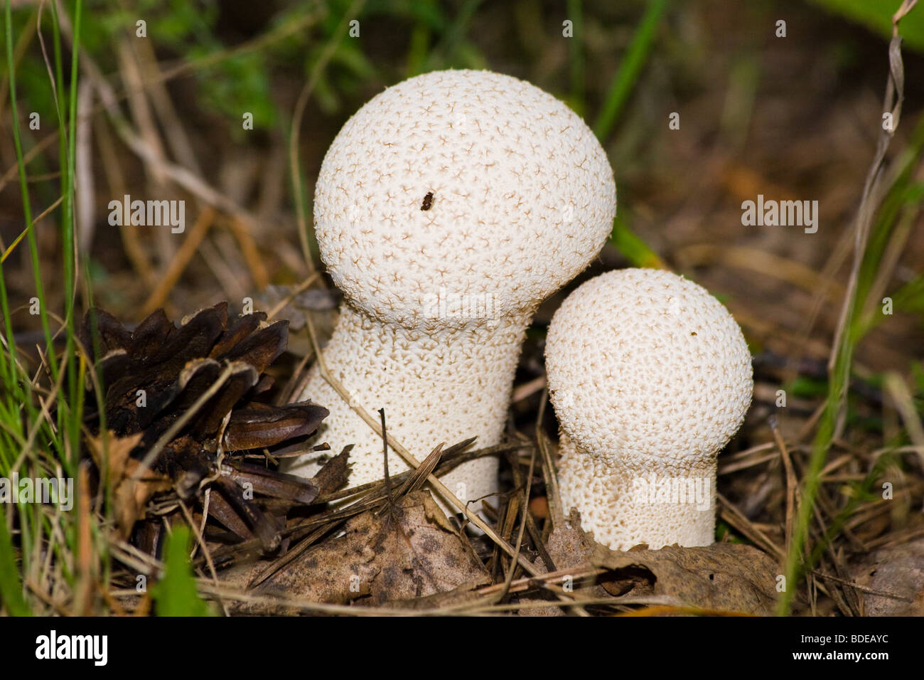 Basidiomycota Puffballs