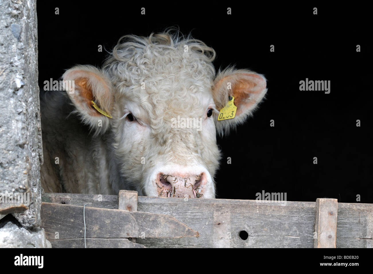 white headed limousin bull peering look looking out from behind a ...
