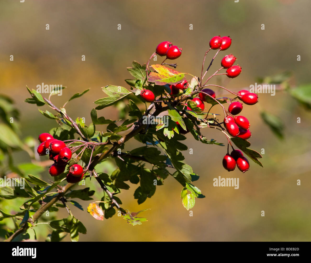 Hawthorn Crataegus Oxyacantha High Resolution Stock Photography and ...