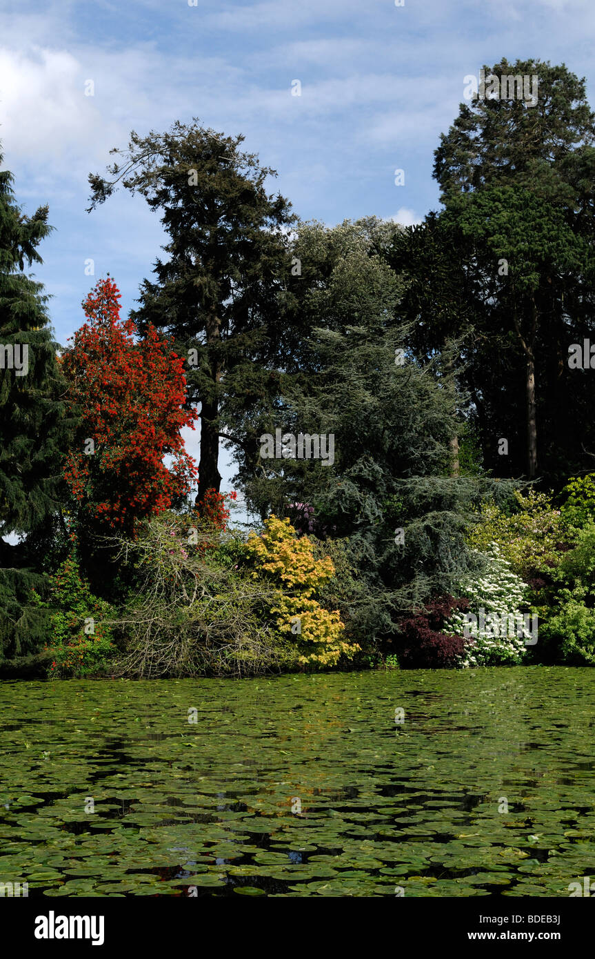 altamont gardens carlow ireland lily pond Stock Photo - Alamy