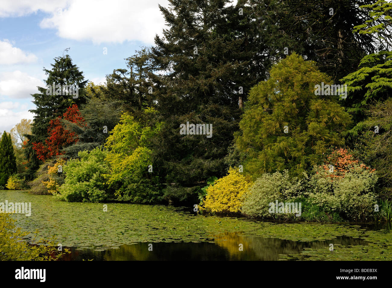 altamont gardens carlow ireland lily pond Stock Photo - Alamy