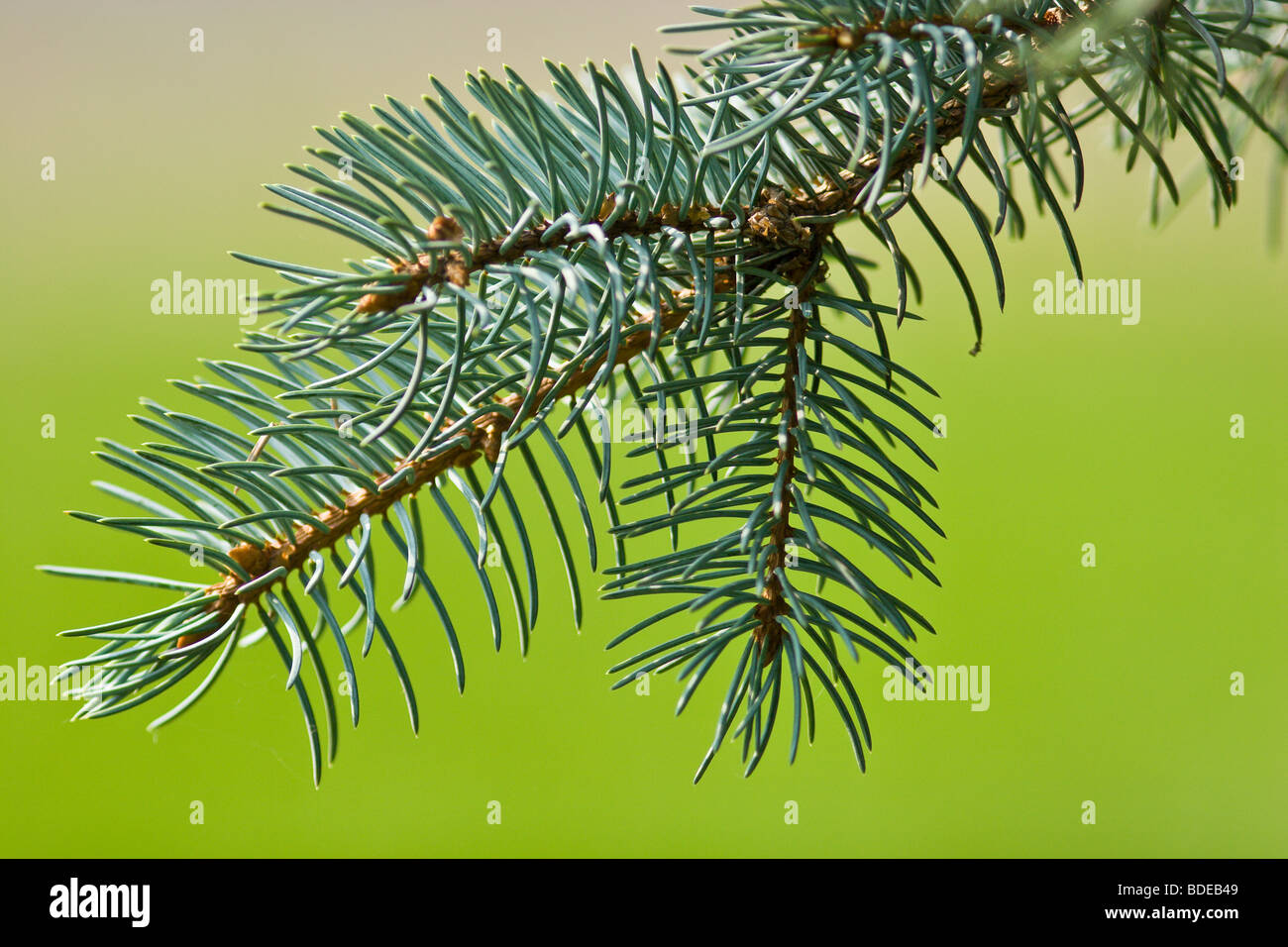 Coniferous tree; a pure green background Stock Photo - Alamy