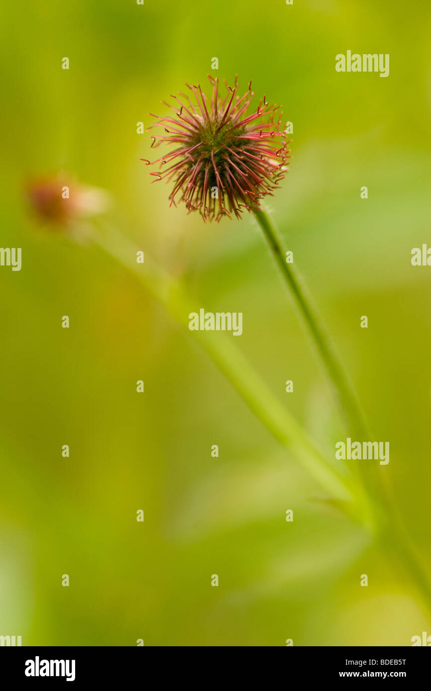 Interesting green plant on a beautiful dim green background Stock Photo ...