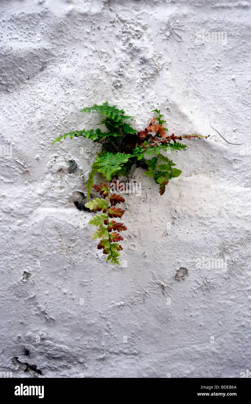 Stone wall with weed Stock Photo - Alamy