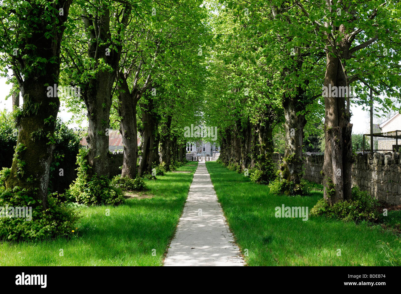 Avenue of lime trees hi-res stock photography and images - Alamy