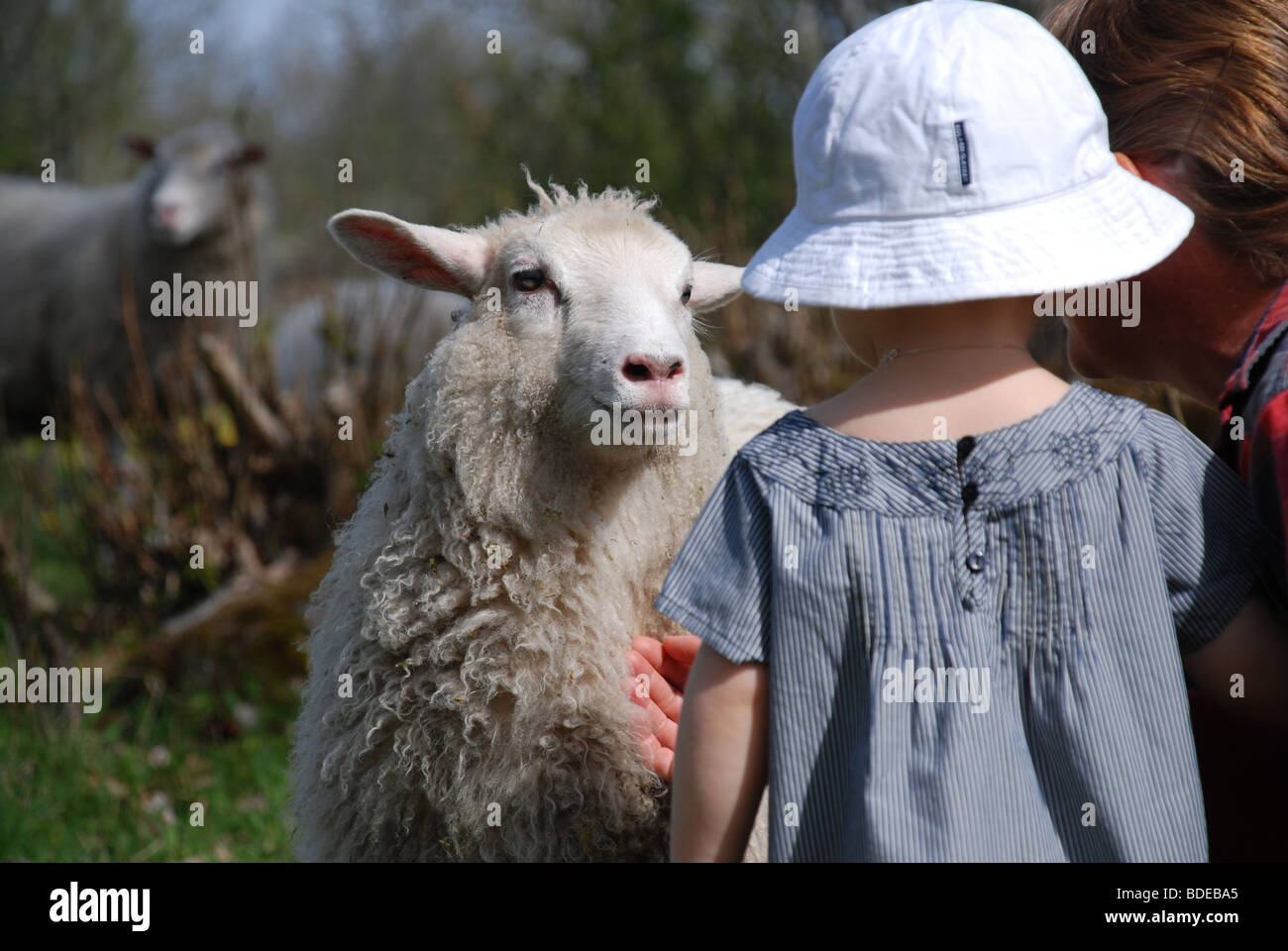 child say hello to a lamb Stock Photo - Alamy