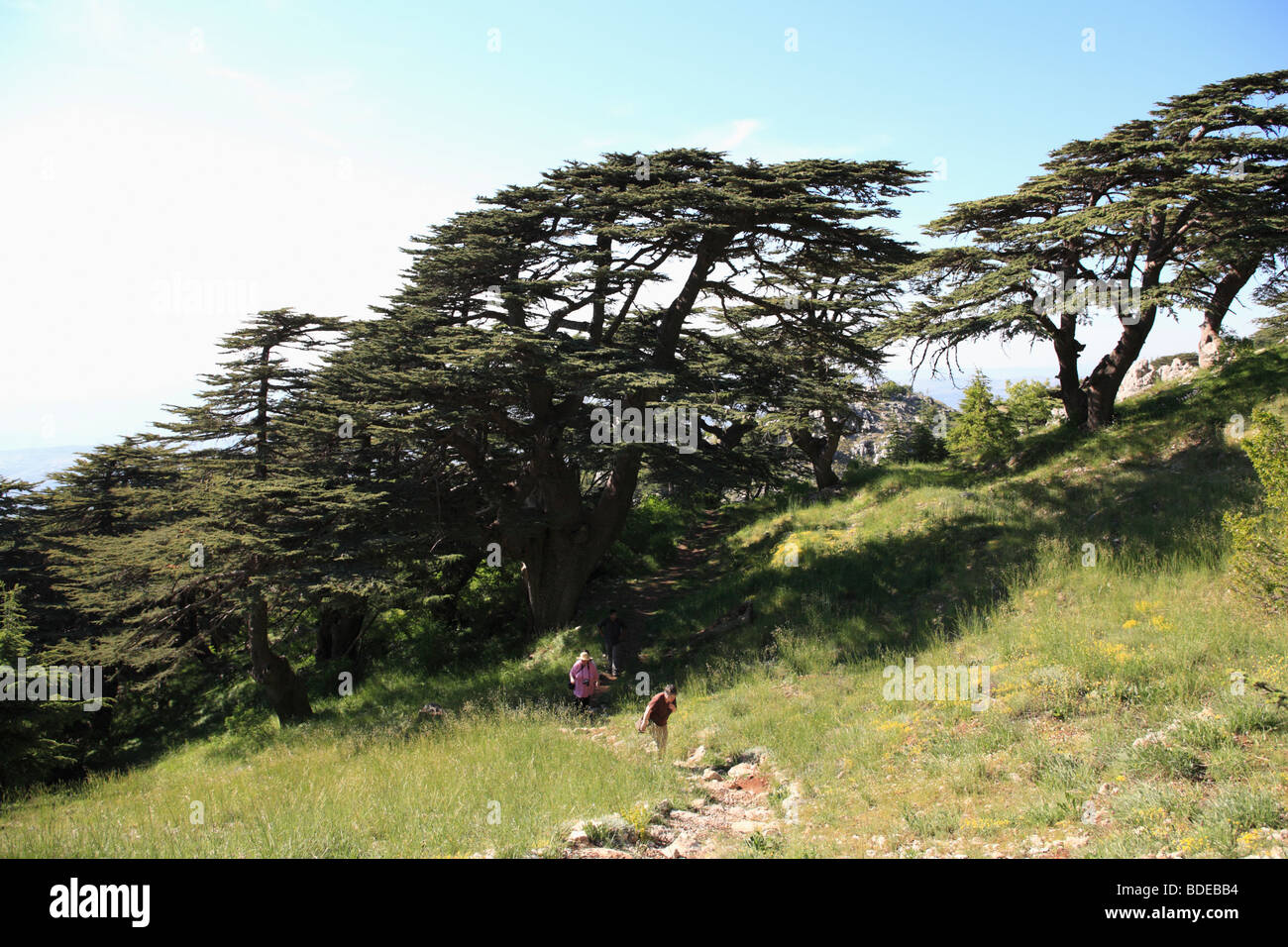 Chouf Cedar Reserve, Lebanon, Middle East Stock Photo - Alamy