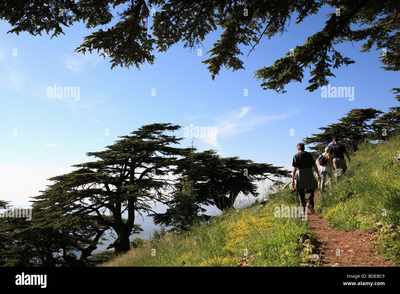 Cedars of lebanon tree hi-res stock photography and images - Alamy