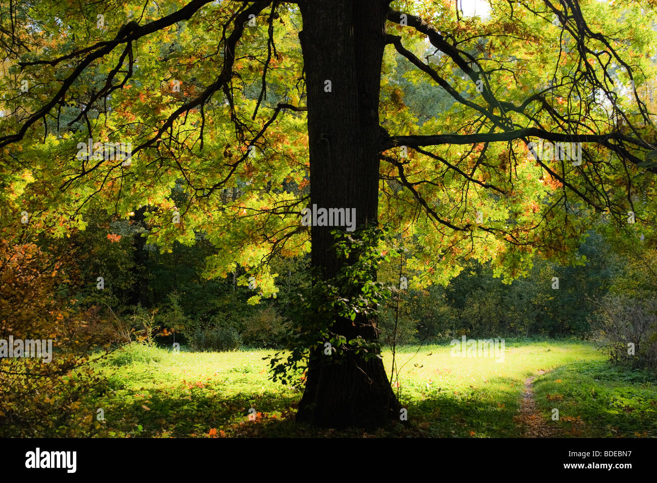 Fall foliage in city park hi-res stock photography and images - Alamy