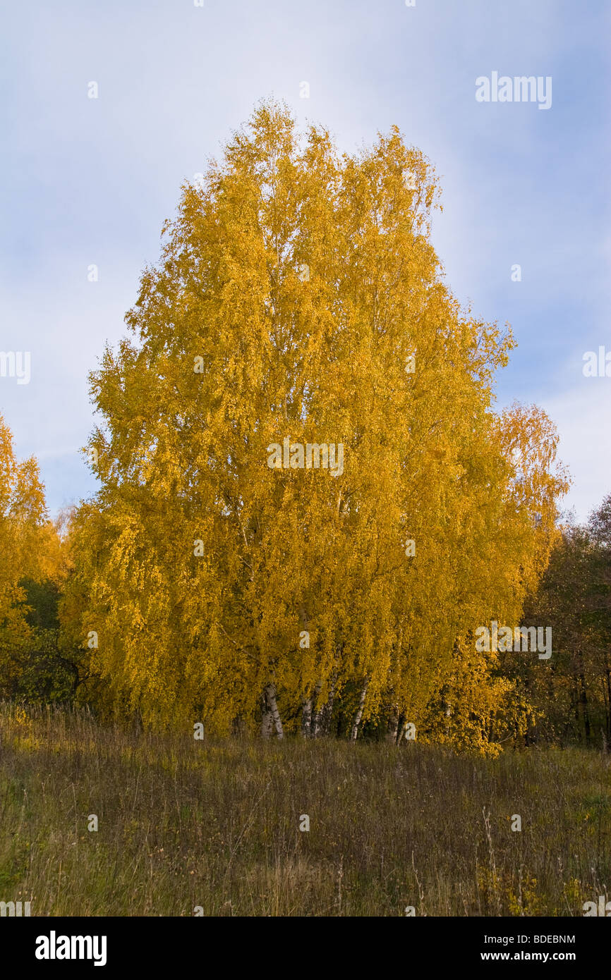 Yellow crone of birches. A vertical format of a shot Stock Photo - Alamy