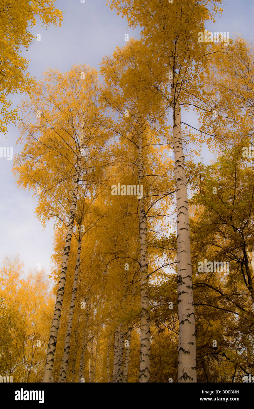 Yellow crone of birches. A vertical format of a shot Stock Photo - Alamy