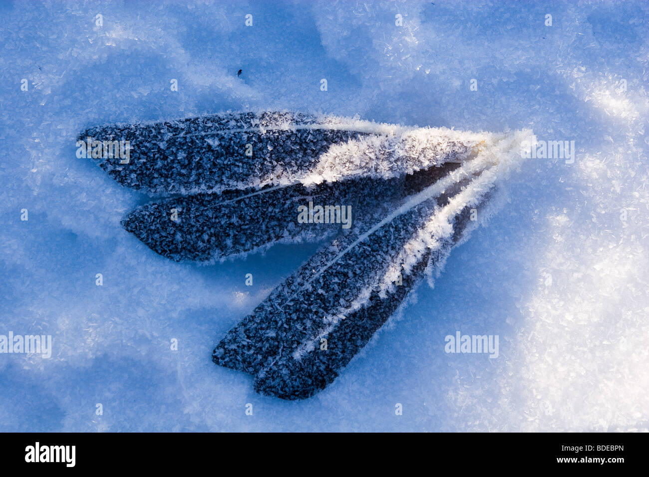 Four dark bird's feathers in hoarfrost lie on white snow. Thin crust of ...