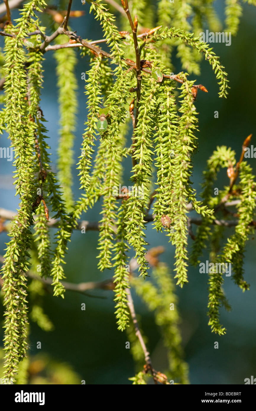 Blossoming hazel grove as a green spring background Stock Photo - Alamy