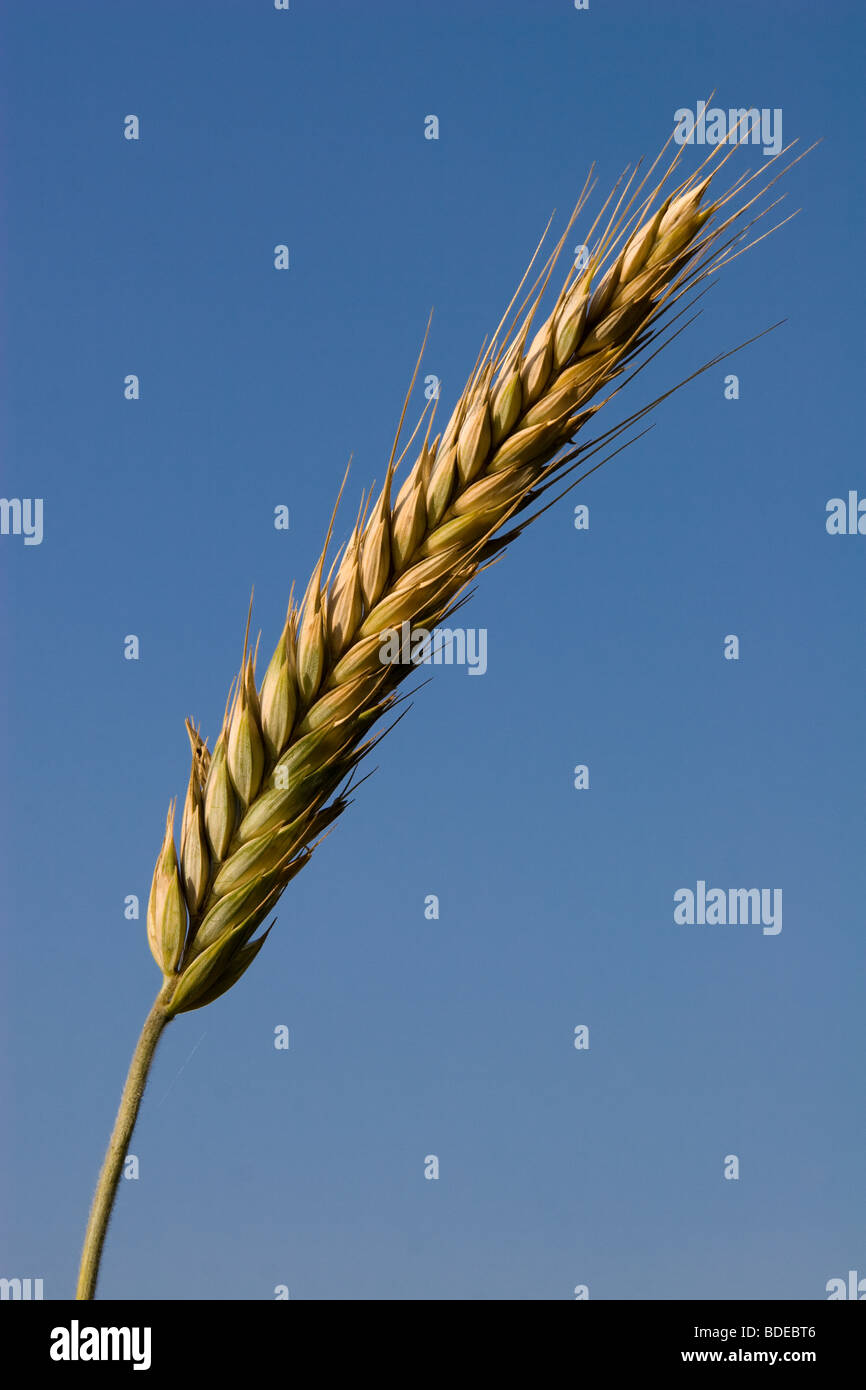 Agrarian crop hi-res stock photography and images - Alamy