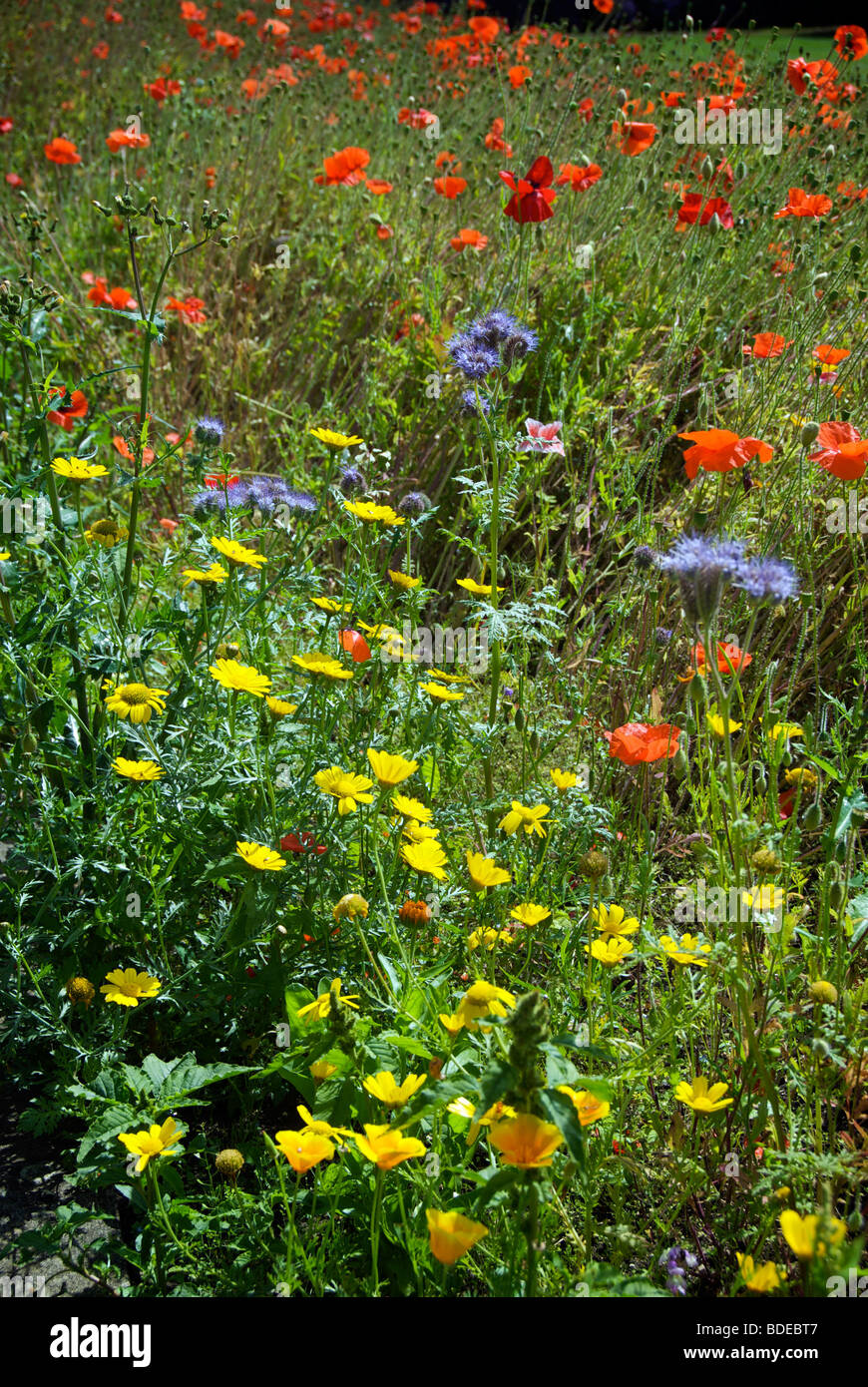 Common Poppies papaver rhoeas Stock Photo - Alamy