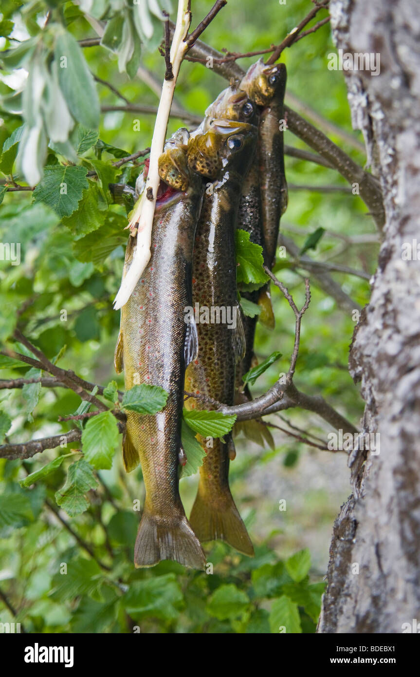 A bundle of newly captured salmon trouts hanging in a tree Stock Photo ...