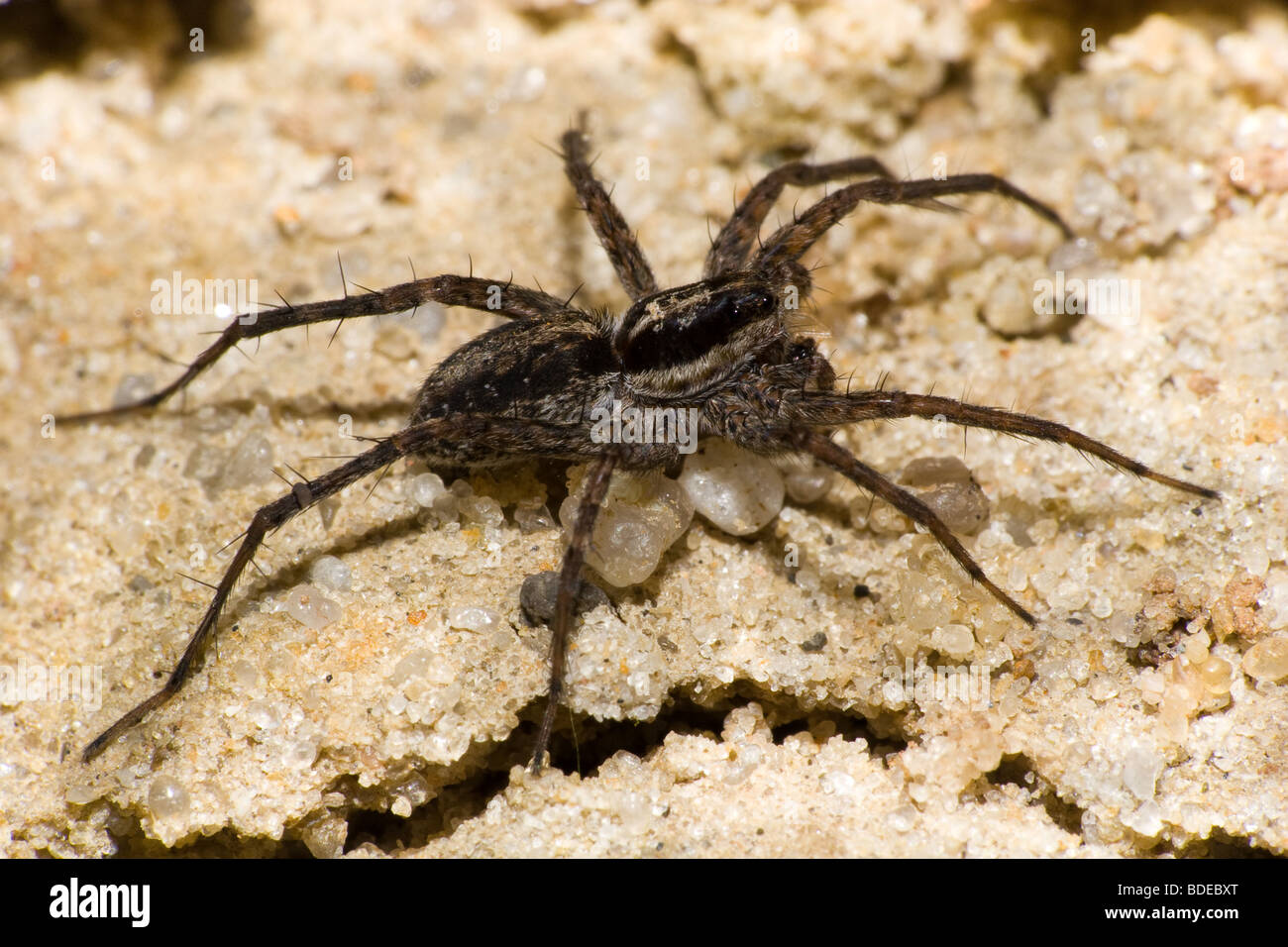 The spider runs on yellow river sand Stock Photo - Alamy