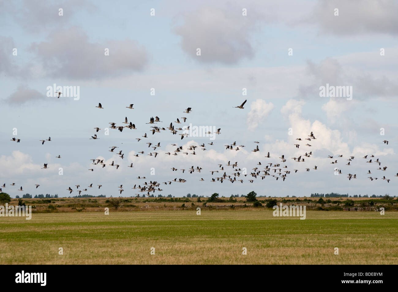 Birds take off Stock Photo - Alamy
