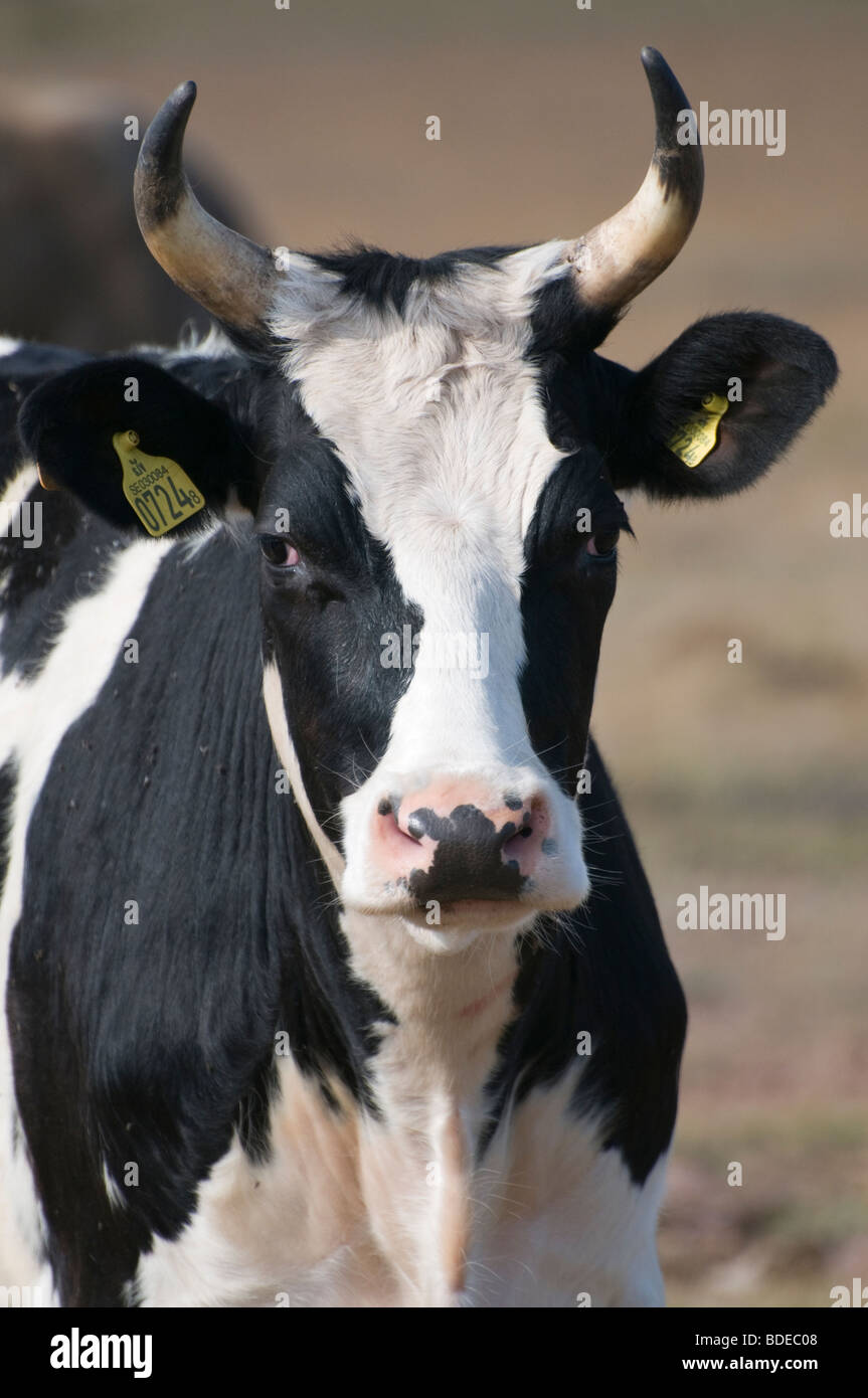 Young heifer hi-res stock photography and images - Alamy
