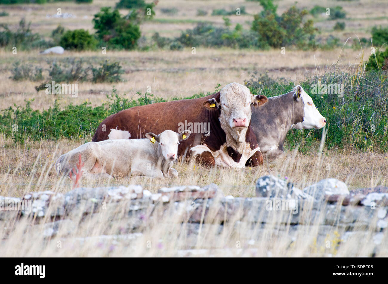 Cow family. Bull, cow and calf Stock Photo - Alamy