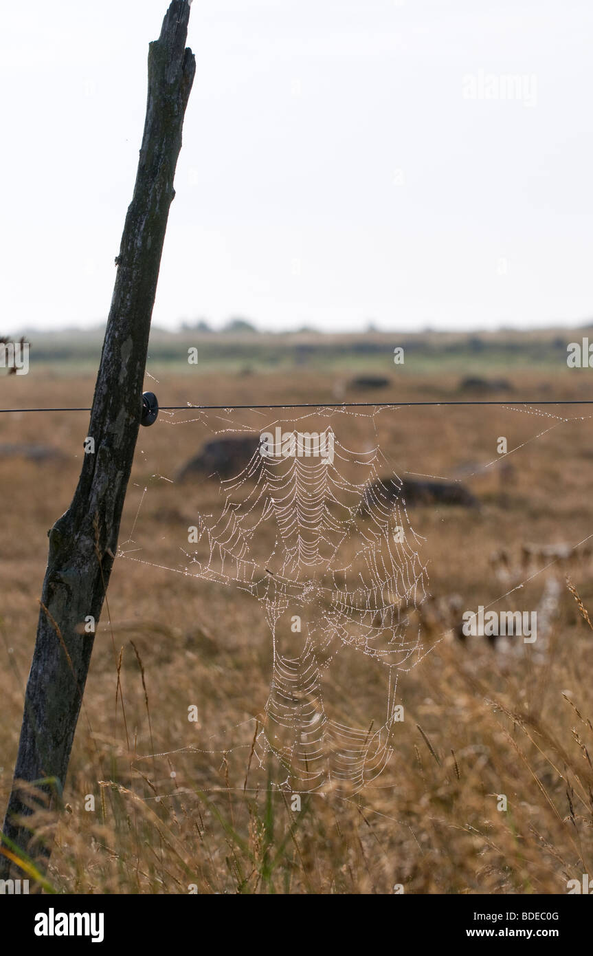 Pole weed hi-res stock photography and images - Alamy