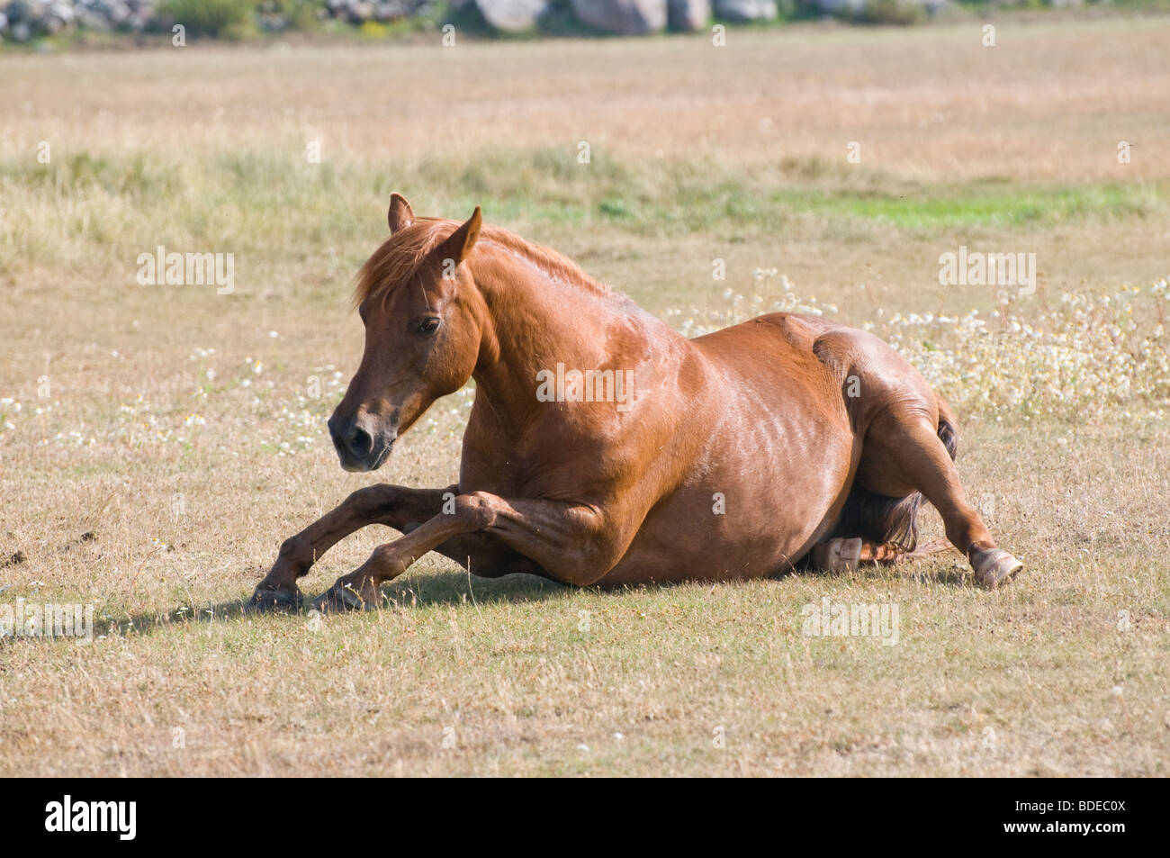 Pony laying on his belly Stock Photo - Alamy
