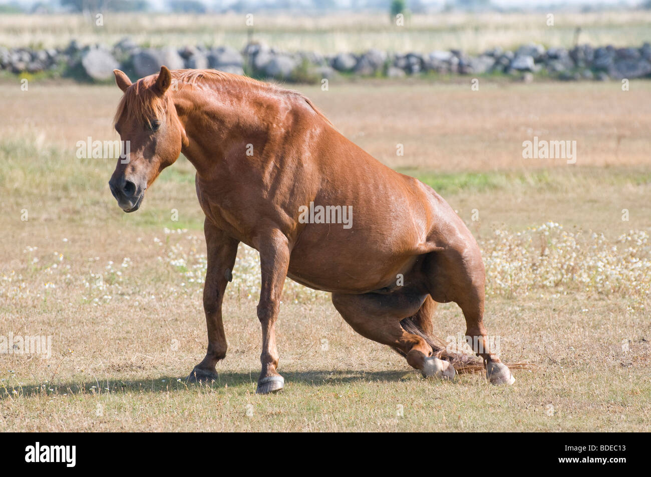 Pony getting up after a nap Stock Photo - Alamy