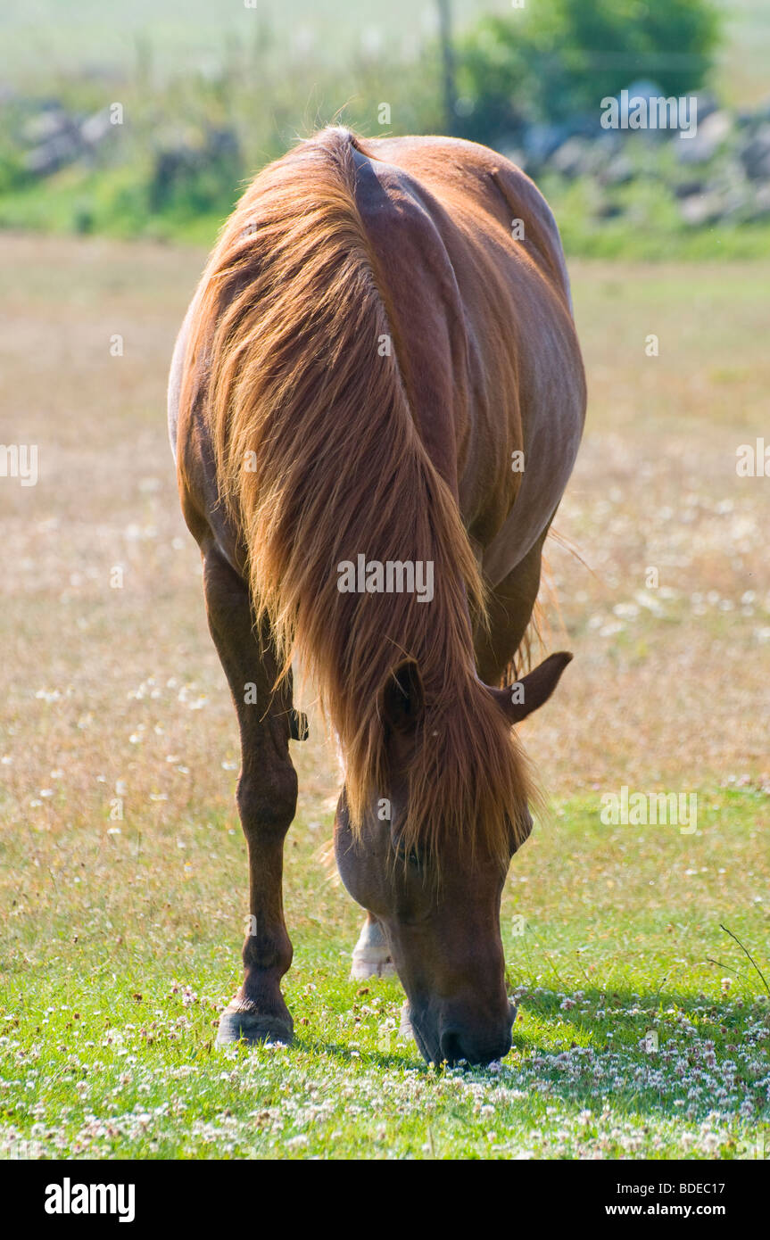 Tan pony hi-res stock photography and images - Alamy