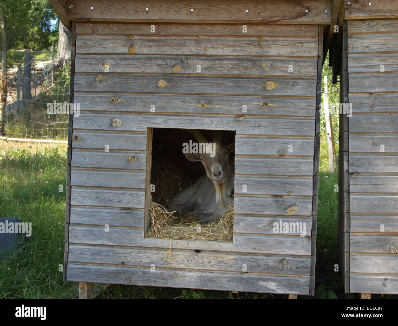 Goat in house hi-res stock photography and images - Alamy