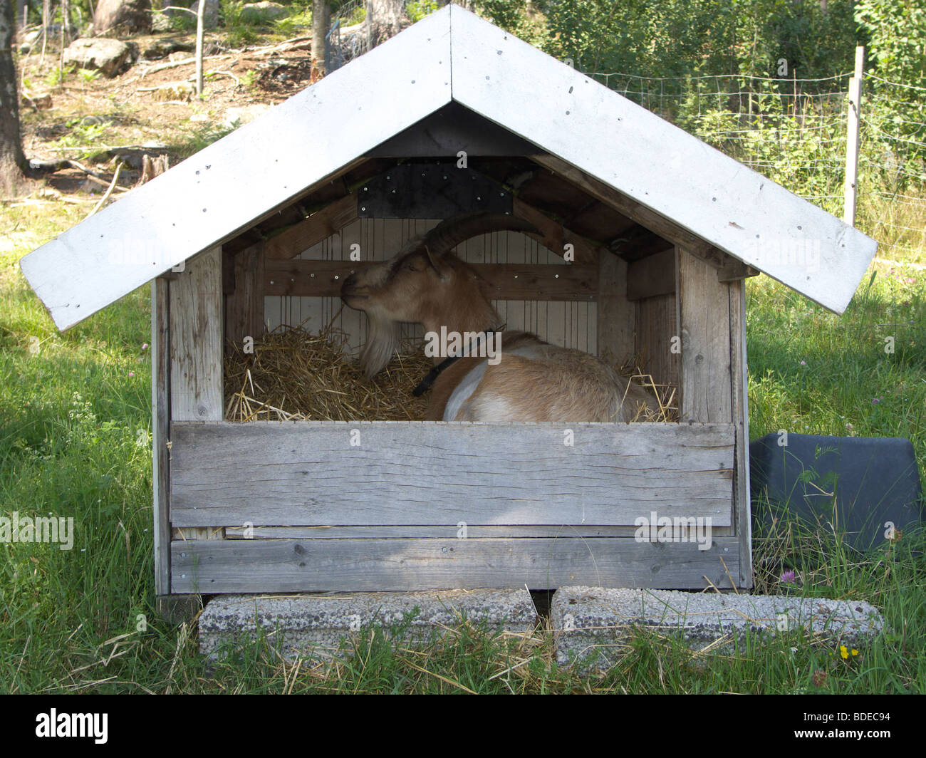 Goat in her own house Stock Photo - Alamy