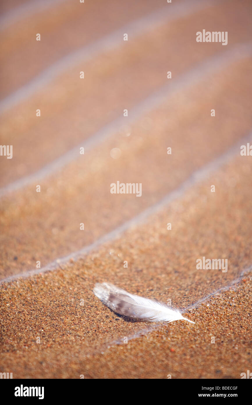 Wavy bird hi-res stock photography and images - Alamy
