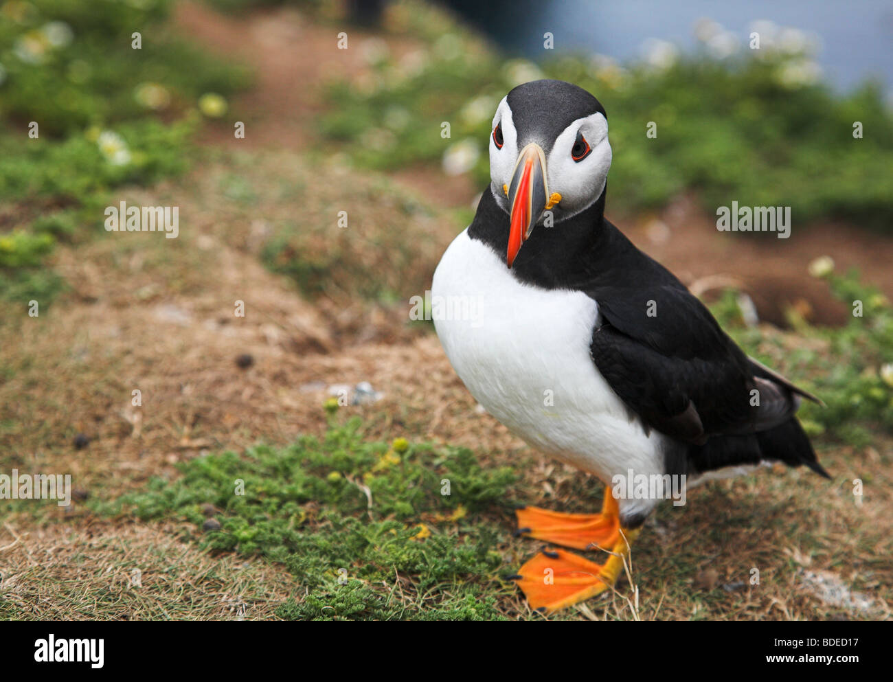 Puffin colonies hi-res stock photography and images - Alamy