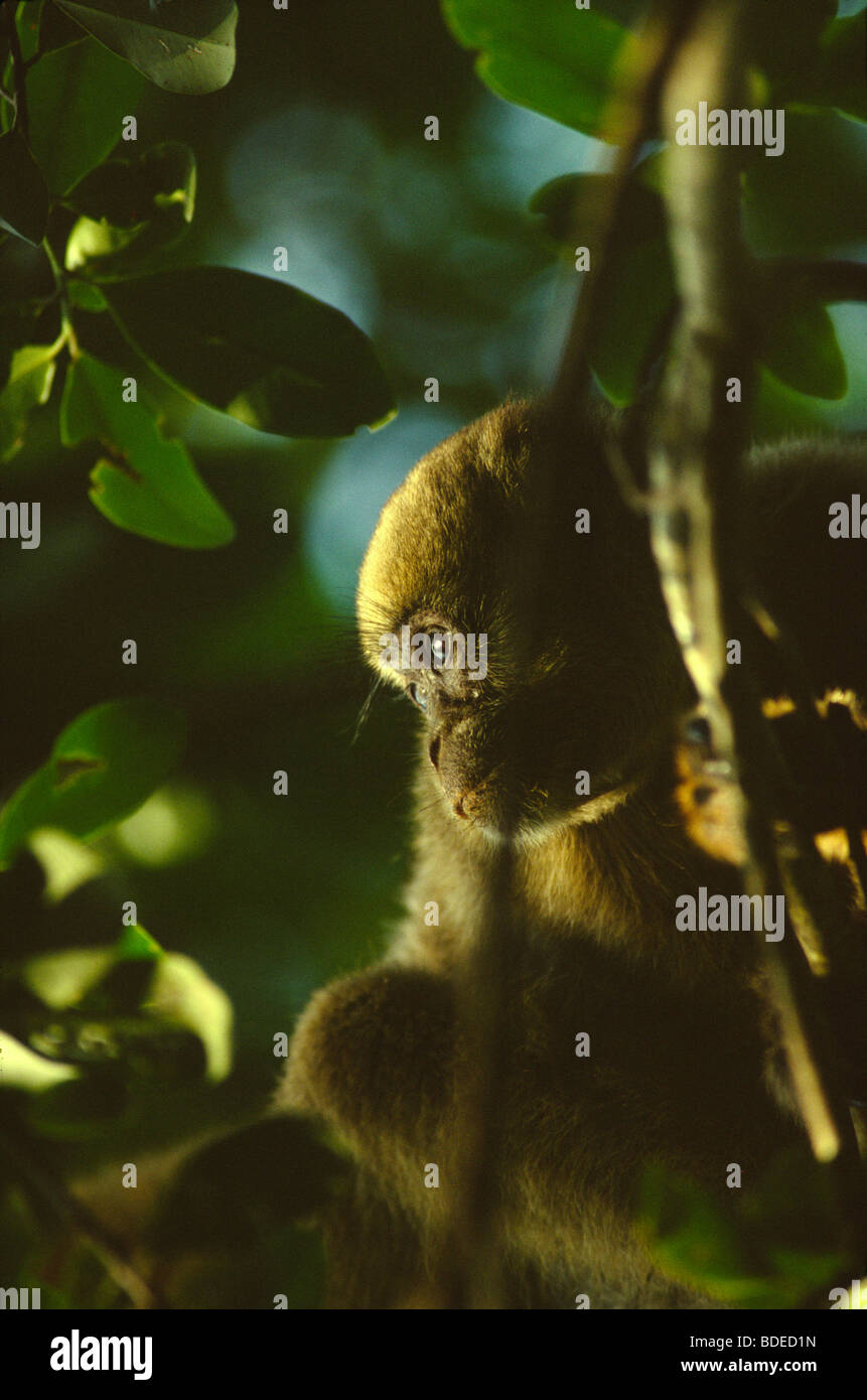 Wooly spider monkey, Muriqui or mono-carvoeiro Brachyteles hypoxanthus ...