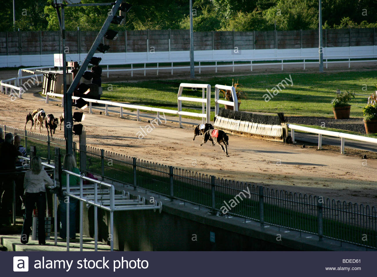 Greyhounds Race Stock Photos & Greyhounds Race Stock Images - Alamy