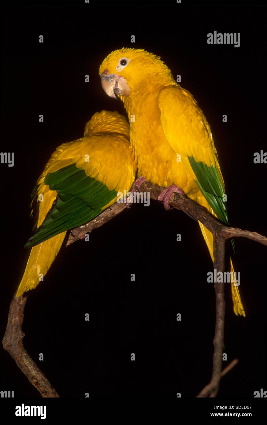 Guarubas hi-res stock photography and images - Alamy